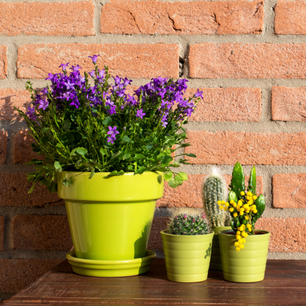 Crops in Pots – Organic. Heirloom. Urban. Farming.